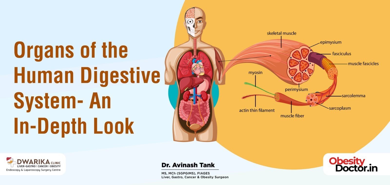 Organs of the Human Digestive System- An In-Depth Look - Dr AvinashTank ...
