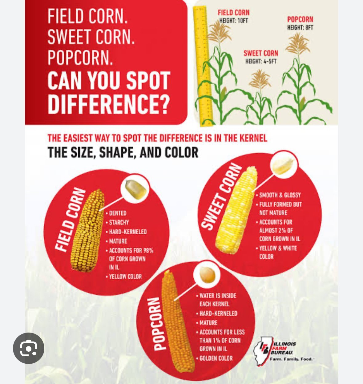 Understanding the Health Risks of American Corn vs. Indian Corn: Making ...