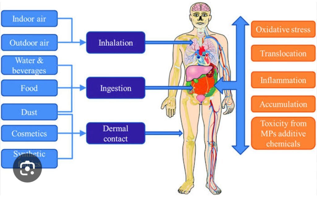 Microplastics Found in Gut May Impact More Than Just Digestion, says ...